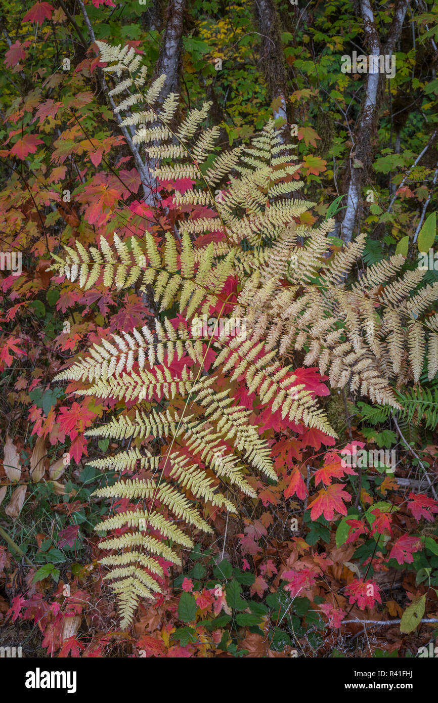 USA, Washington State, Olympic National Forest. Bracken fern and vine ...