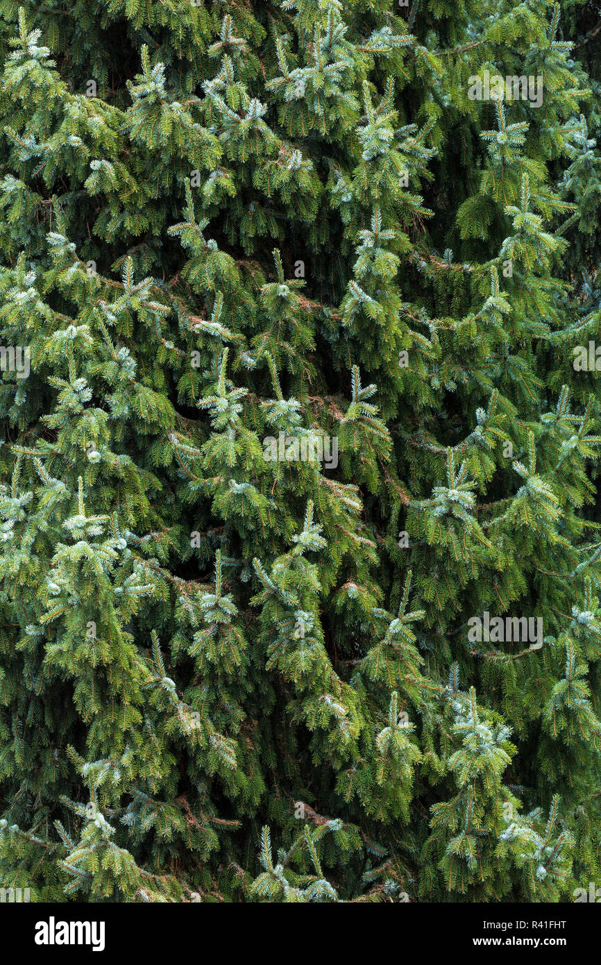 Evergreen boughs hi-res stock photography and images - Alamy
