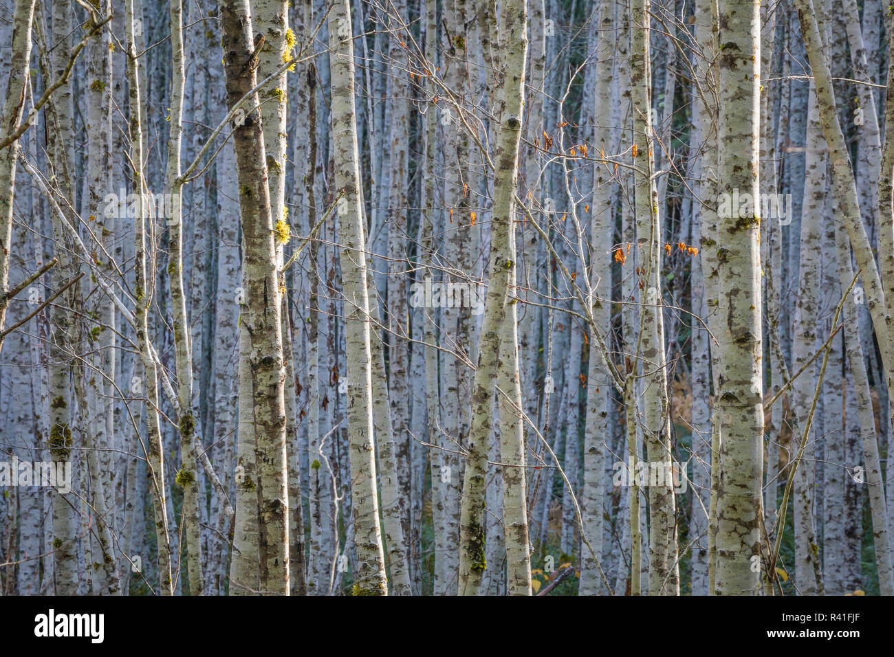 Alder tree usa hi-res stock photography and images - Alamy
