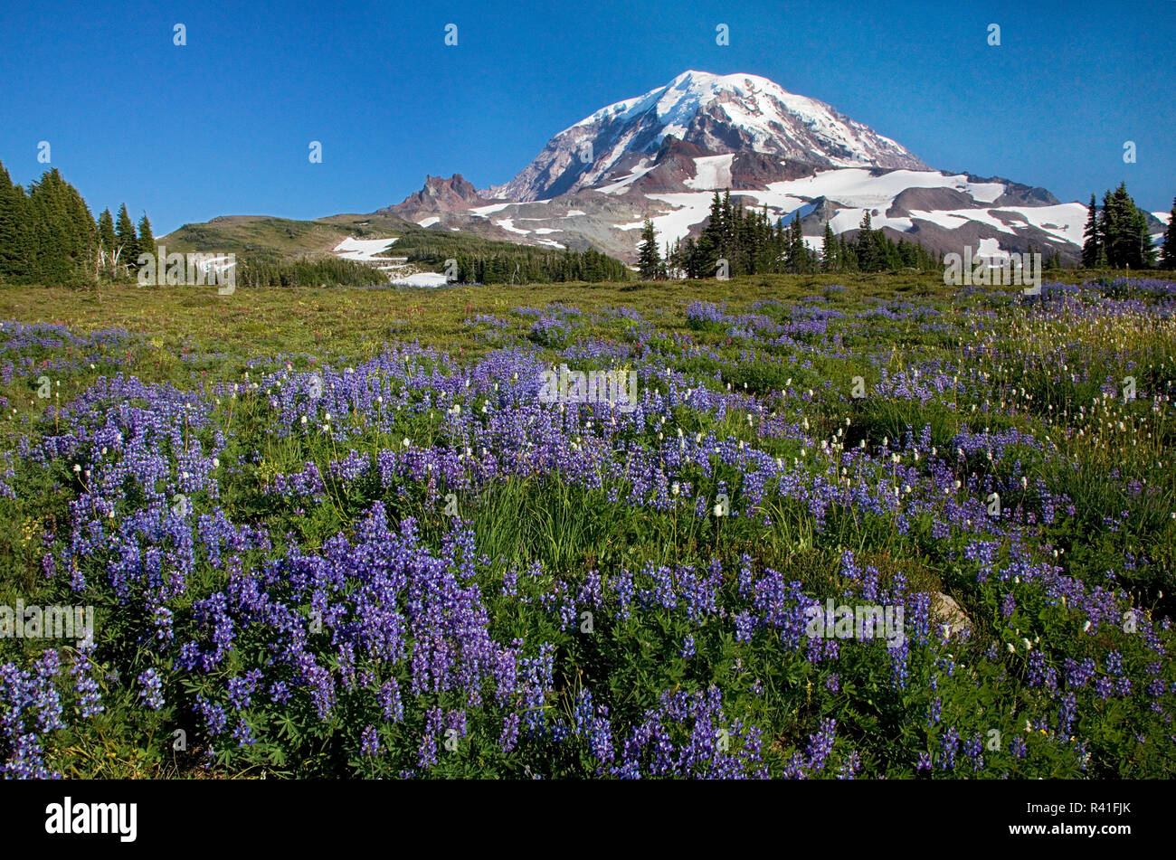 Wildflower meadows mount rainier hi-res stock photography and images ...