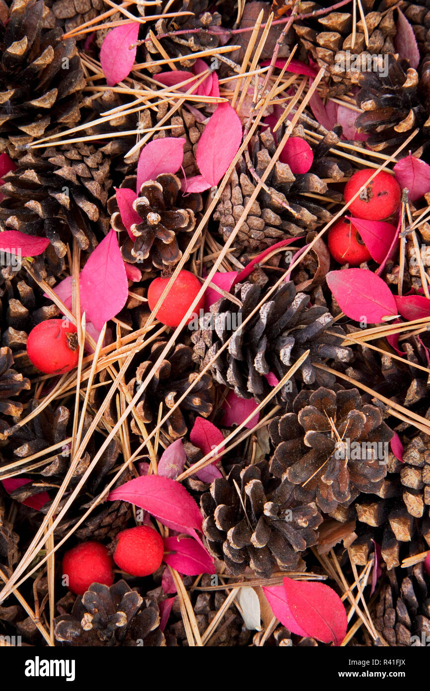 Washington hawthorn hi-res stock photography and images - Alamy