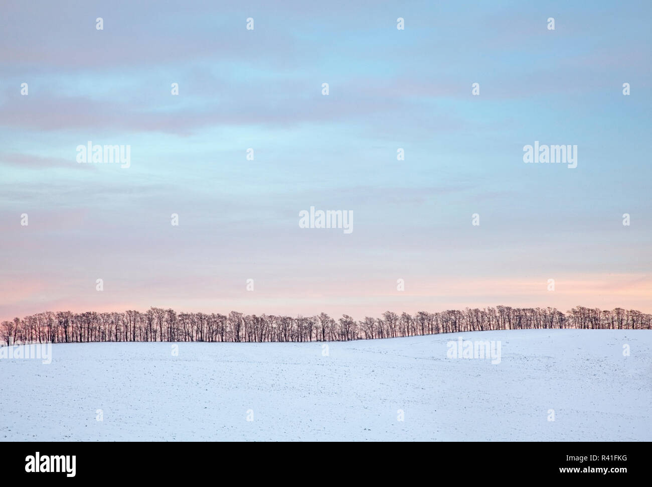Locust trees hi-res stock photography and images - Alamy