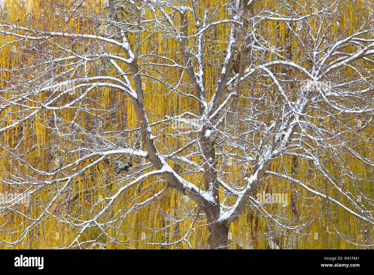 Manito park spokane hi-res stock photography and images - Alamy