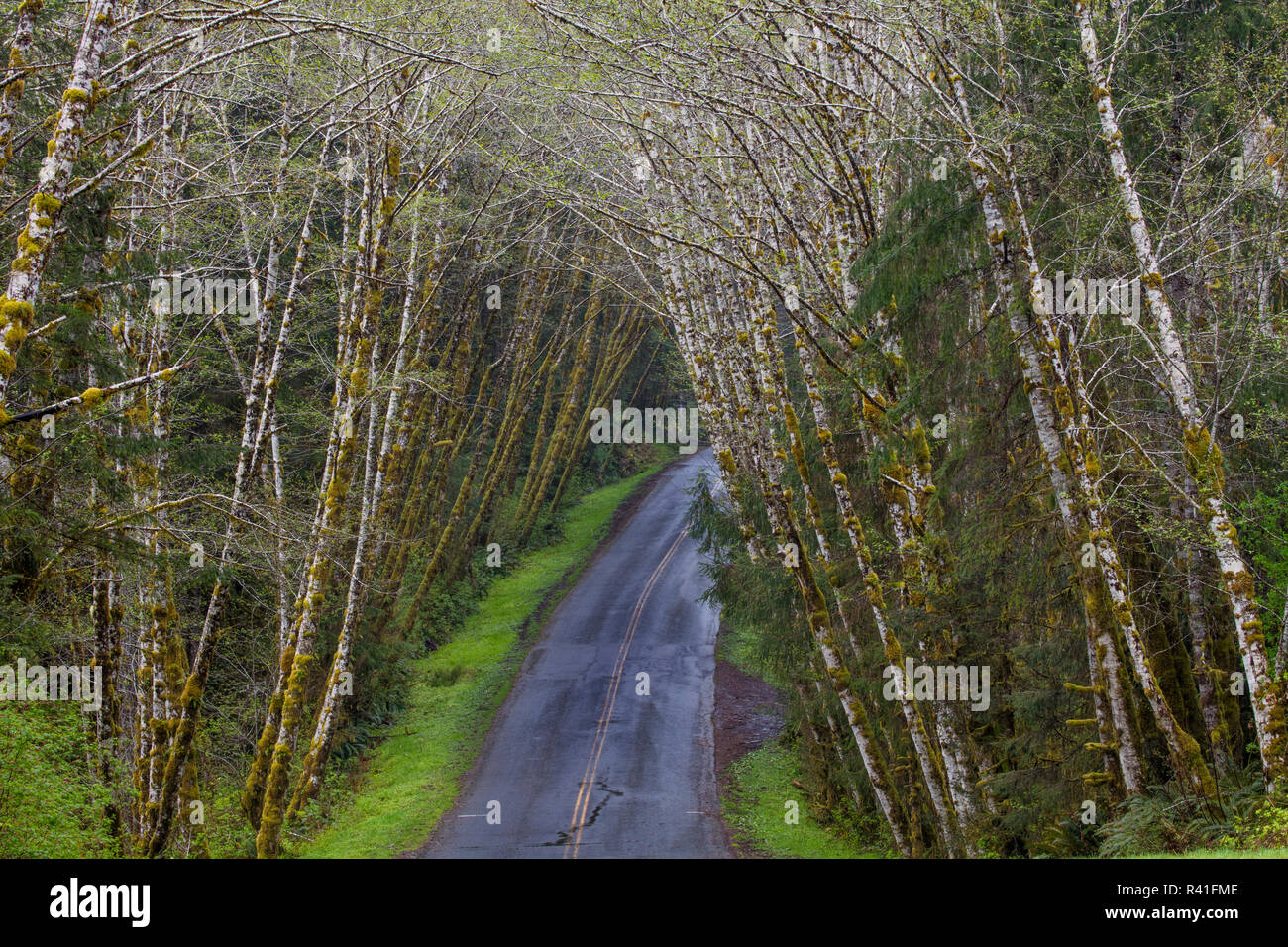 Alder tree canopy over the Hoh Road in the Olympic National Forest ...