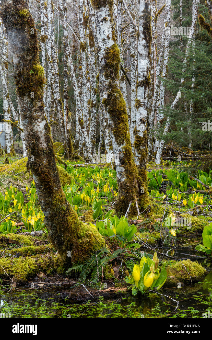 Skunk cabbage and alder forest in the Sol Duc Valley of Olympic ...