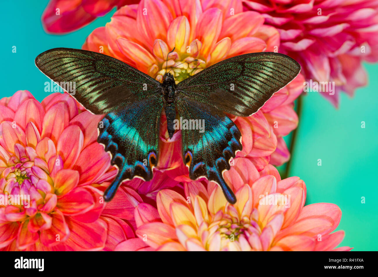 Alpine Black Swallowtail butterfly, Papilio maachii in spring form on ...