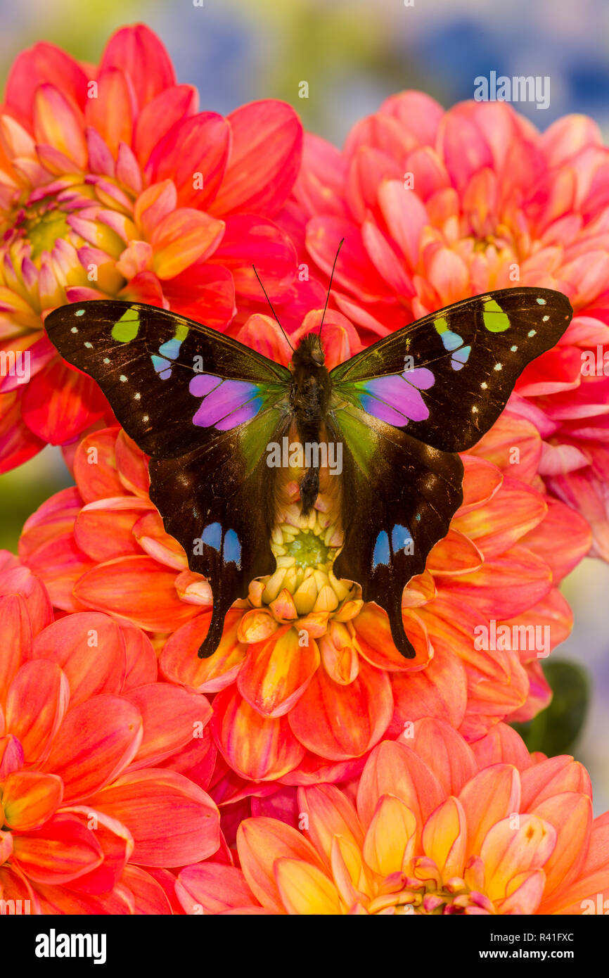 Graphium weiski, purple spotted swallowtail resting on colorful Dahlias ...
