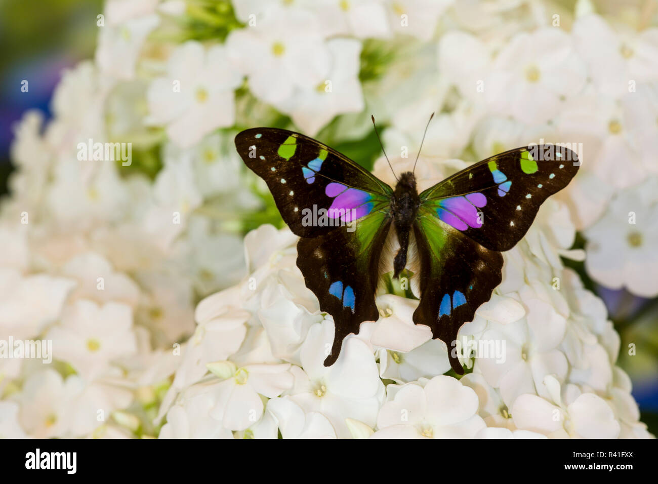 Graphium weiski, purple spotted swallowtail resting on white Phlox ...