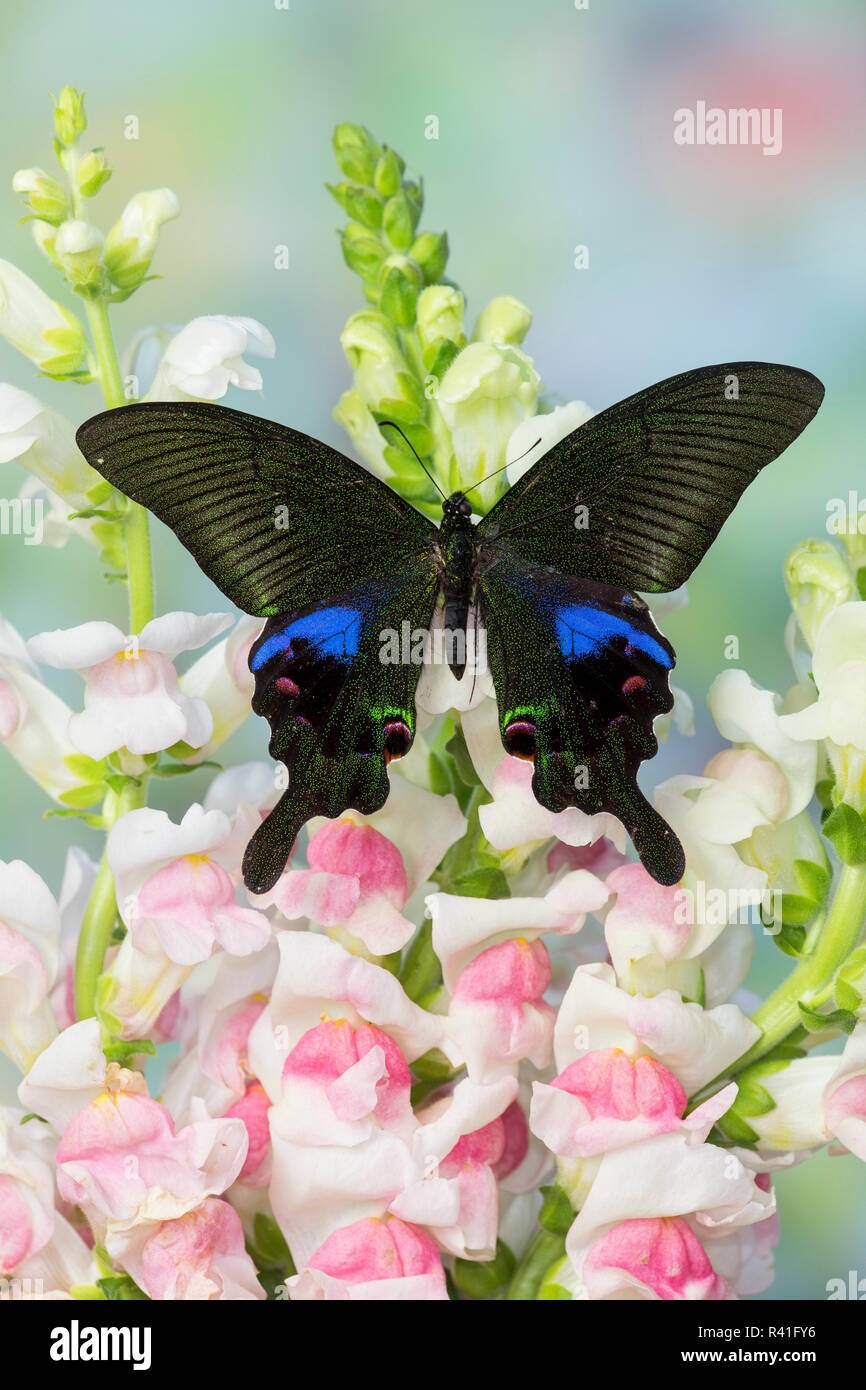 Blue Peacock Butterfly