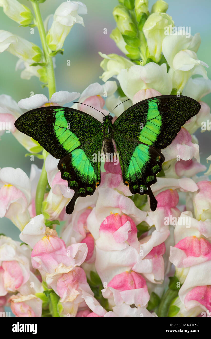 Southeast Asian Swallowtail Butterfly, Papilio Palinurus Stock Photo ...