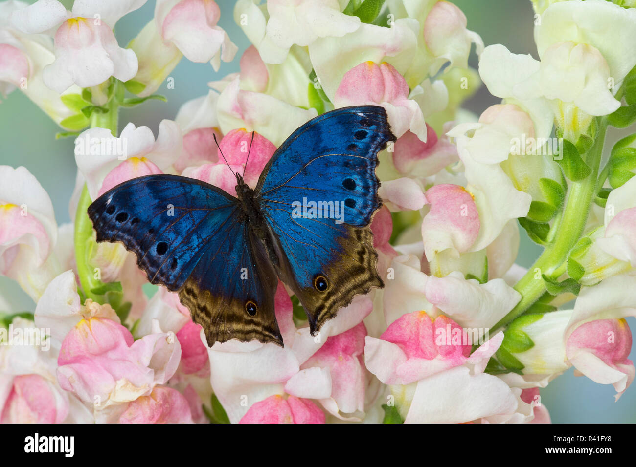 Velvet butterfly hi-res stock photography and images - Alamy