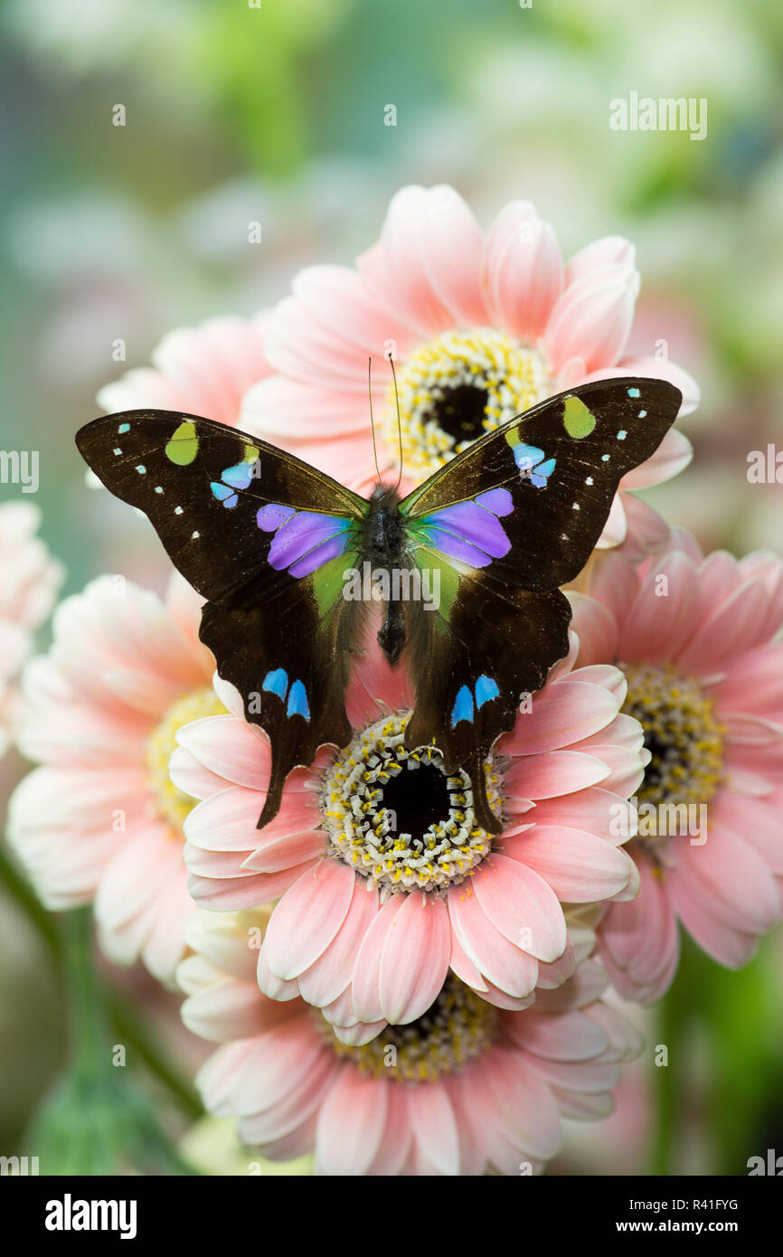 Butterfly Graphium weiski, the purple-spotted Swallowtail on pink ...