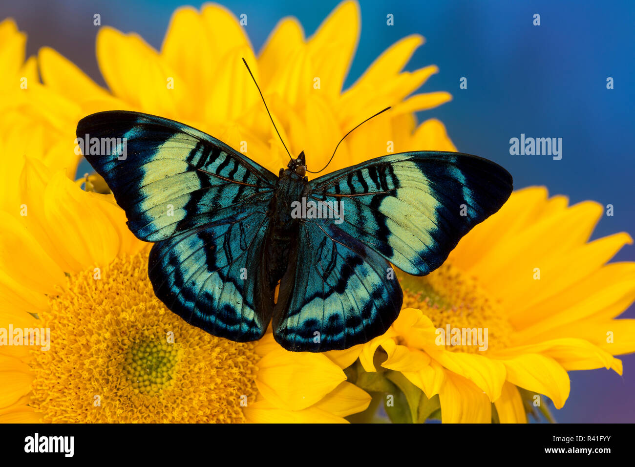 Procilla beauty hi-res stock photography and images - Alamy