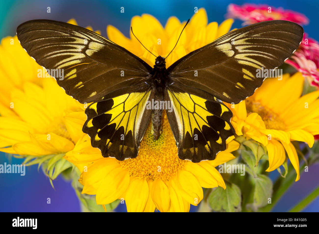Female bird wing butterfly Troides cuneifera on sunflowers Stock Photo ...