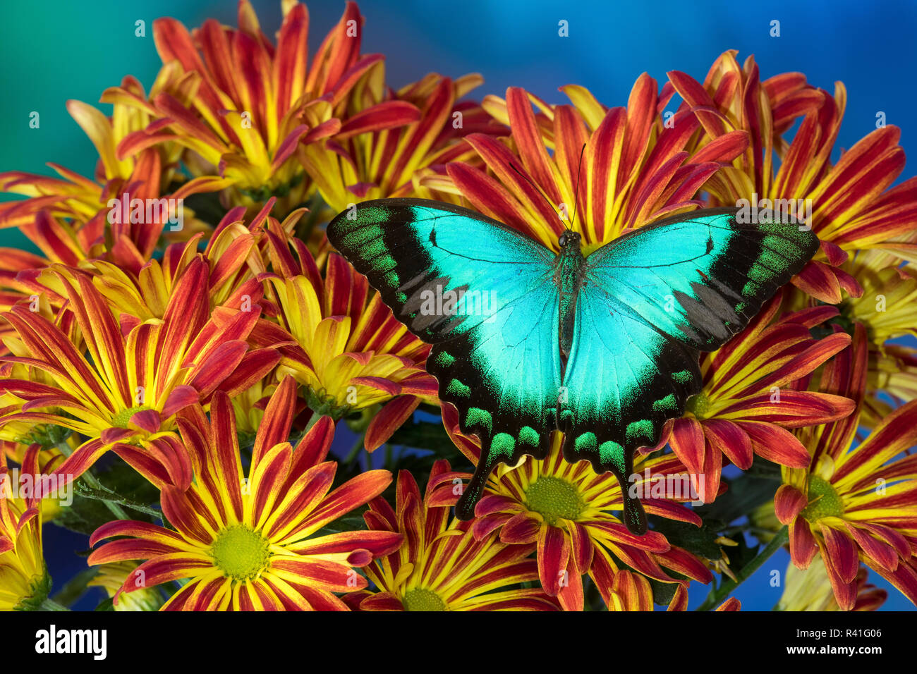 Red Swallowtail Butterfly