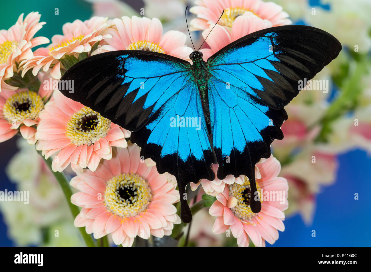 The blue mountain swallowtail butterfly, Papilio Ulysses Stock Photo ...