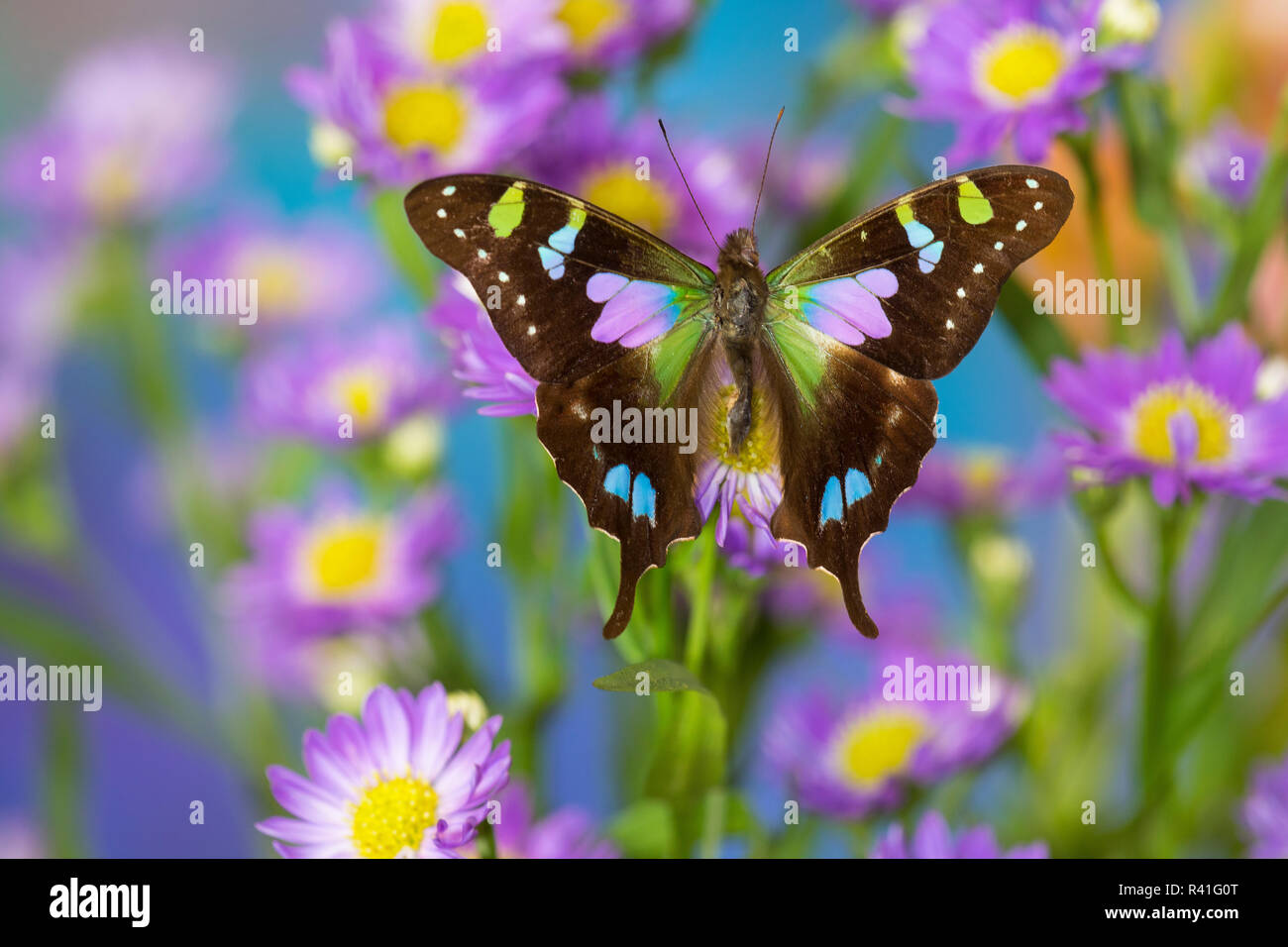 Purple spotted swallowtail hi-res stock photography and images - Alamy