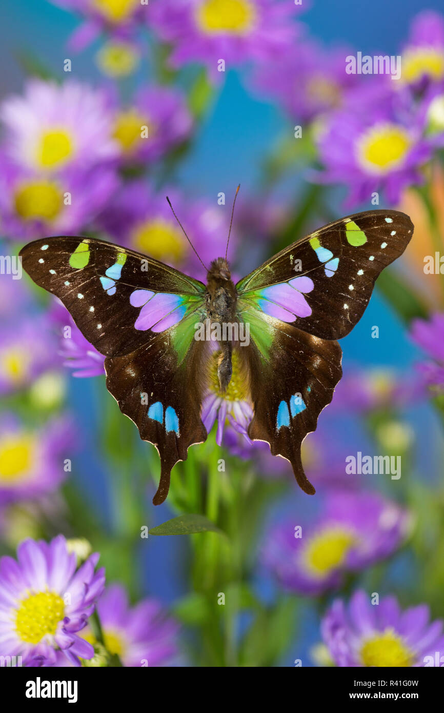 Purple spotted swallowtail hi-res stock photography and images - Alamy