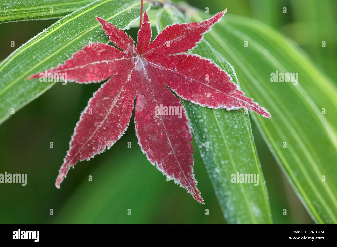 Frost on fallen Japanese Maple leaf Stock Photo - Alamy