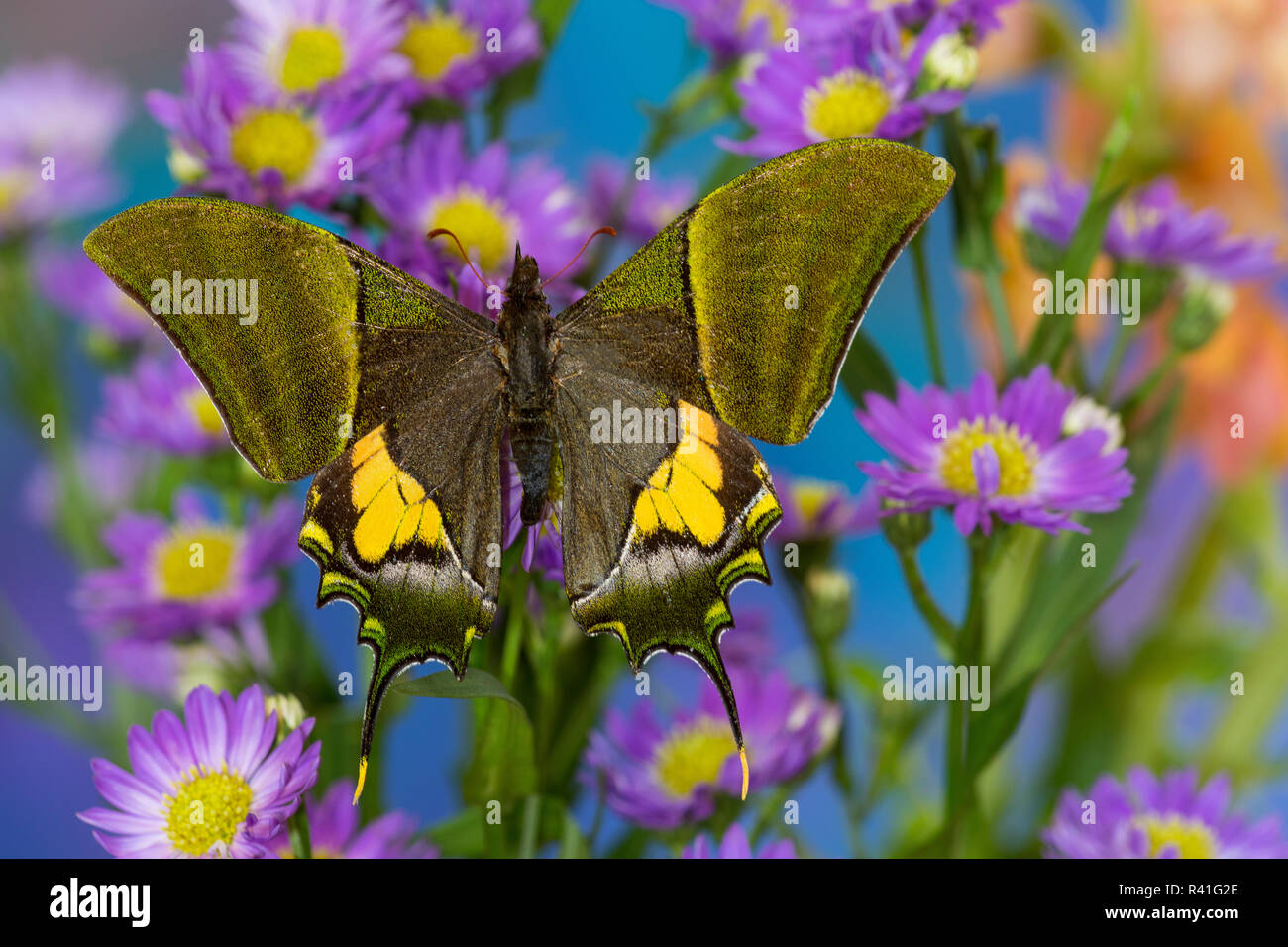 Teinopalpus imperilalis know as the emperor of India with green ...