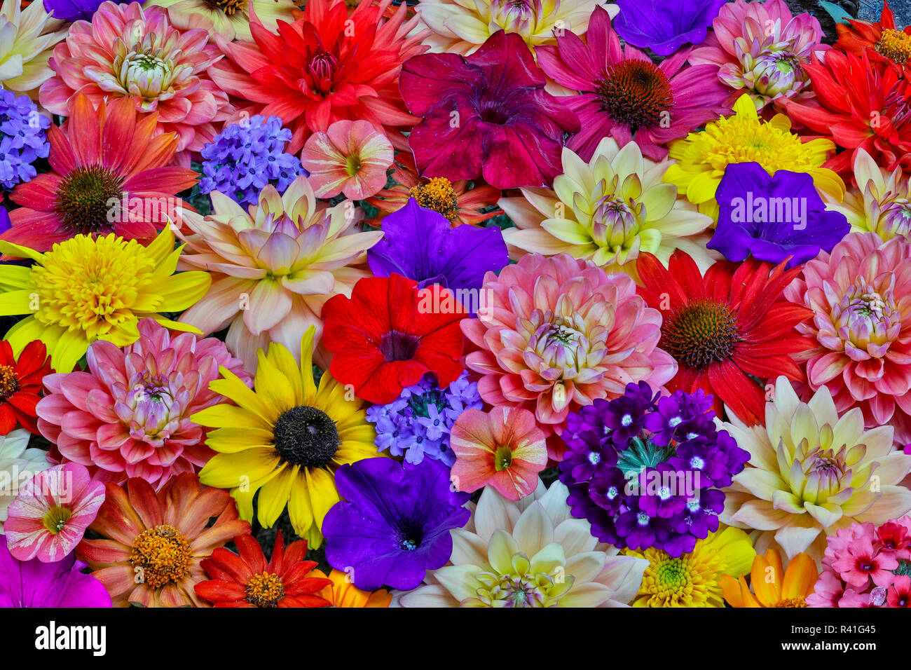 Grouping of colorful flower pattern Stock Photo - Alamy