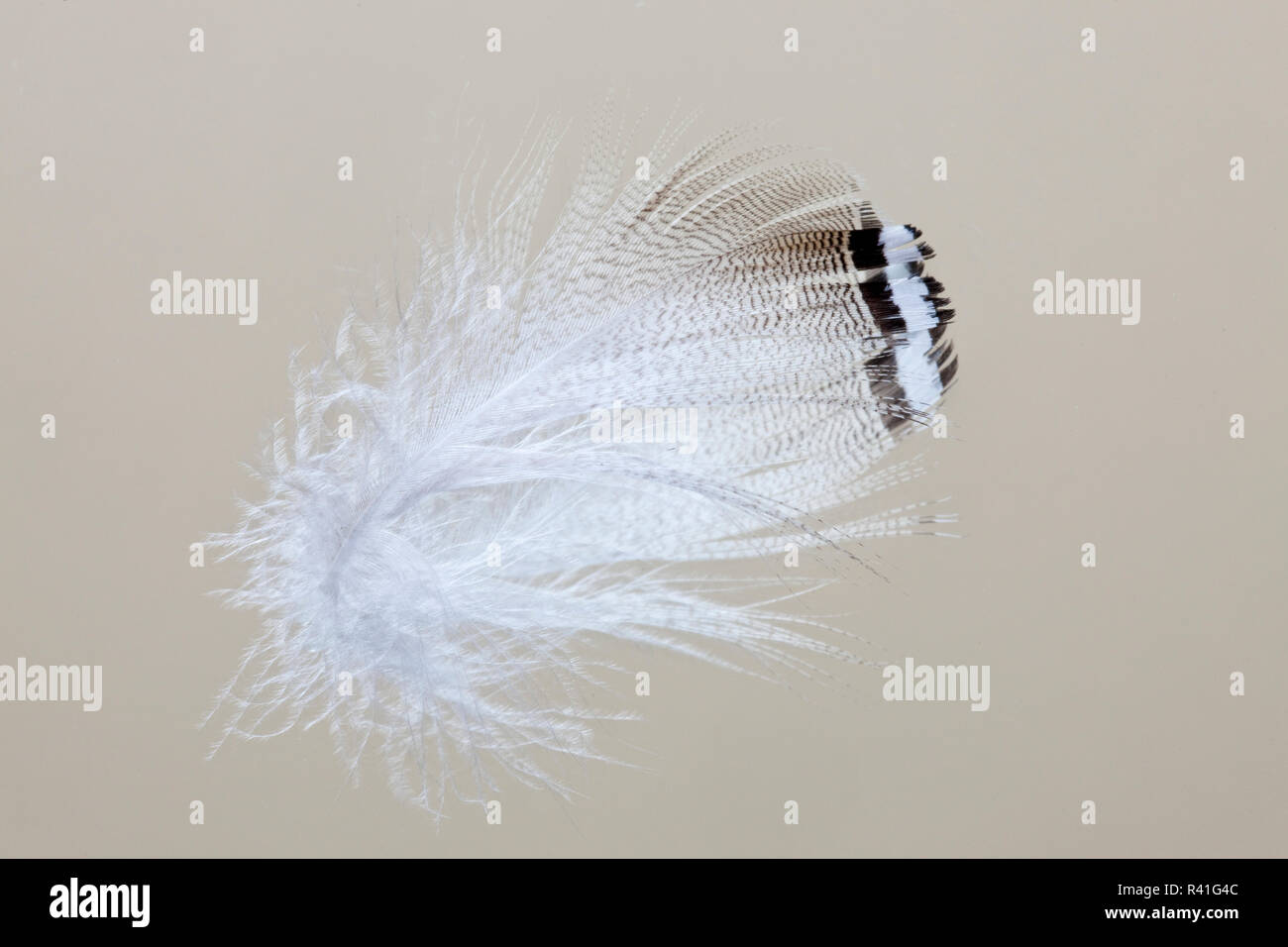 Mallard Duck Feather reflected on mirror Stock Photo - Alamy