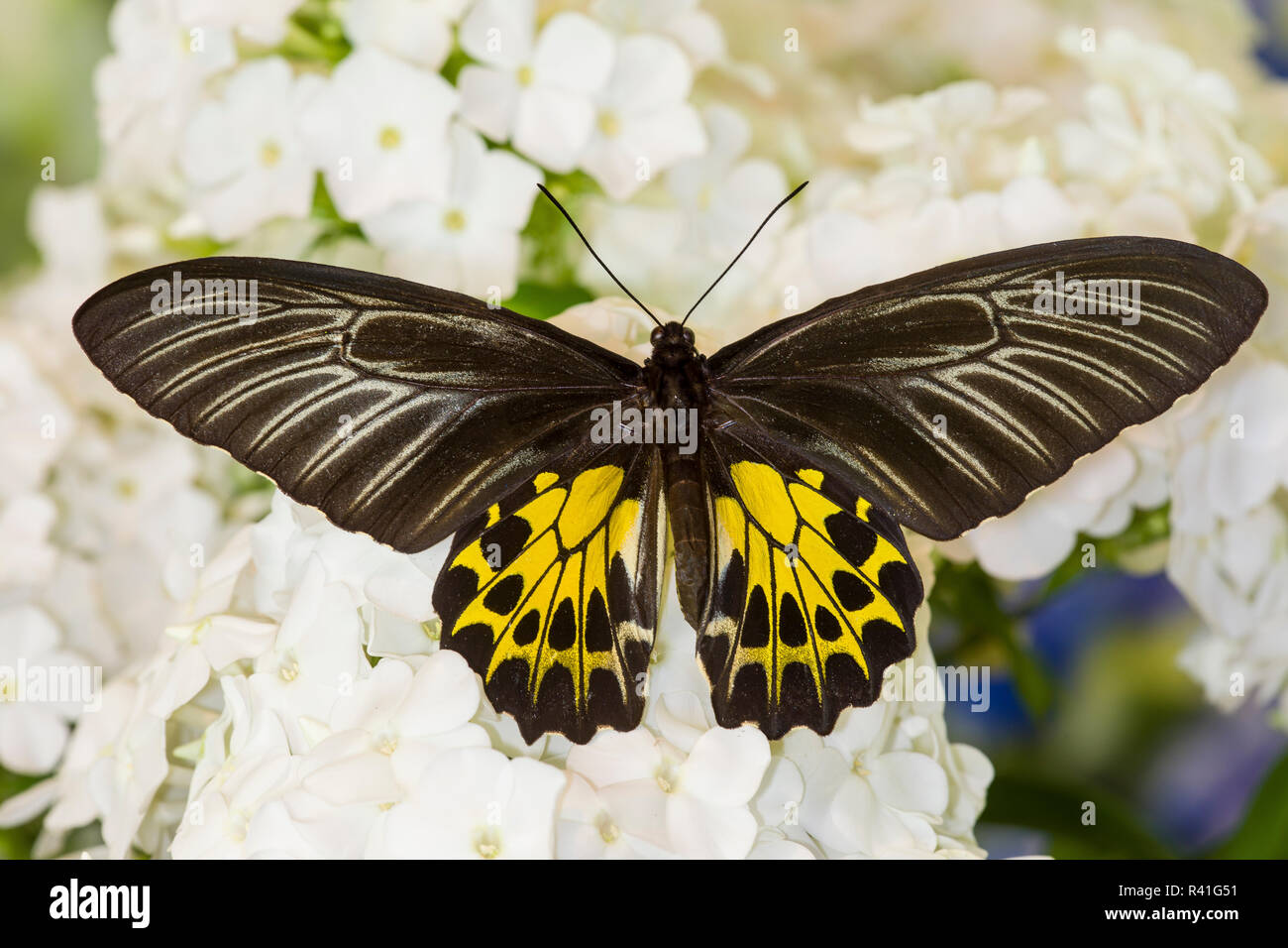 Asian butterfly hi-res stock photography and images - Alamy