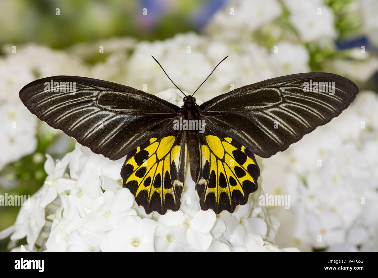 Asian butterfly hi-res stock photography and images - Alamy
