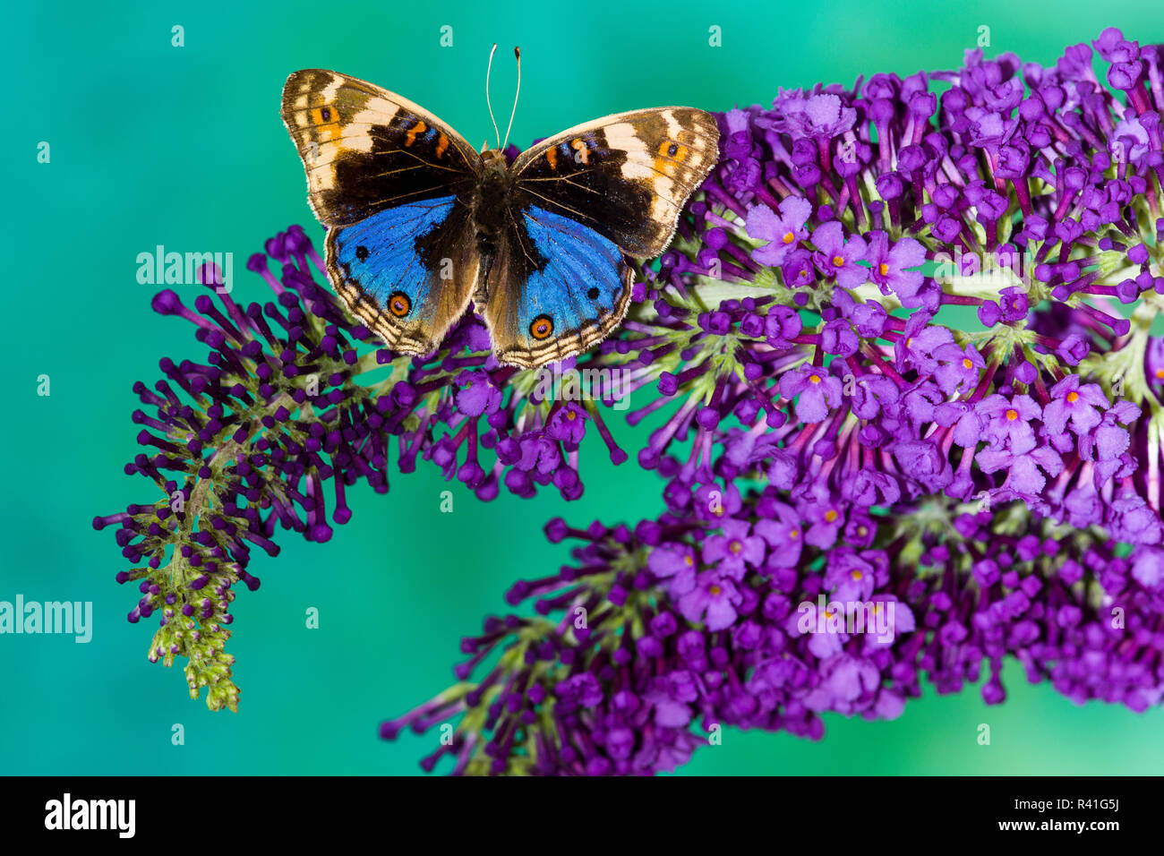 Junonia orithya the Blue Pansy butterfly on purple Butterfly bush Stock ...