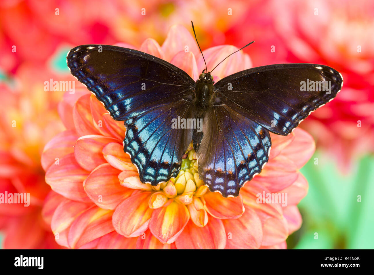 Red-spotted purple butterfly, Limenitis arthemis resting on Dahlia ...