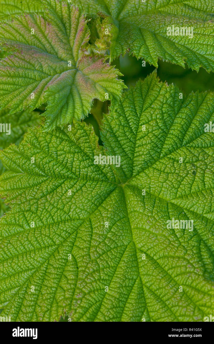 Salmon berry leaves, Hoh Rainforest Olympic National Park, Washington ...
