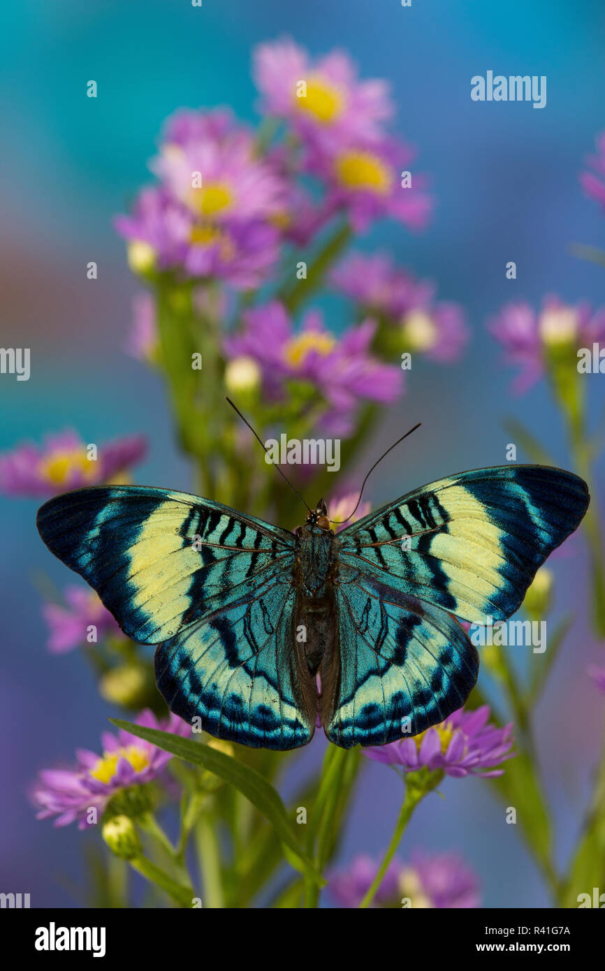 Procilla beauty hi-res stock photography and images - Alamy