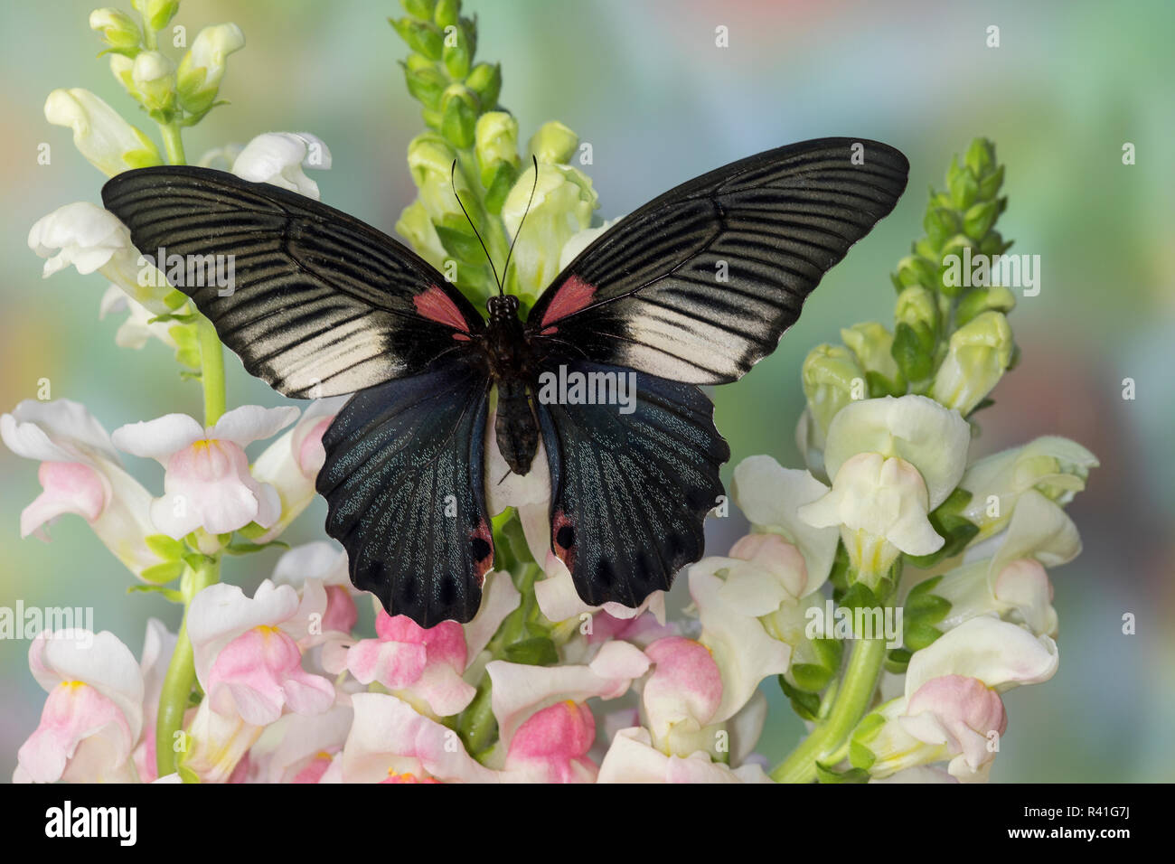Papilio Memnon female from southern Asia, the great Mormon Butterfly on ...