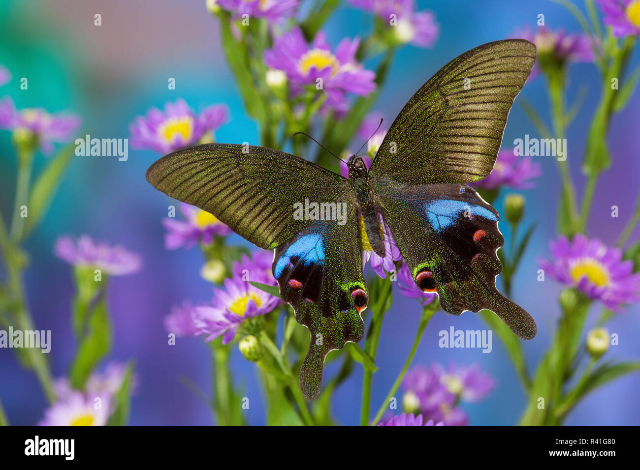 Papilio Arcturus the Blue Peacock Swallowtail Butterfly on flowering ...