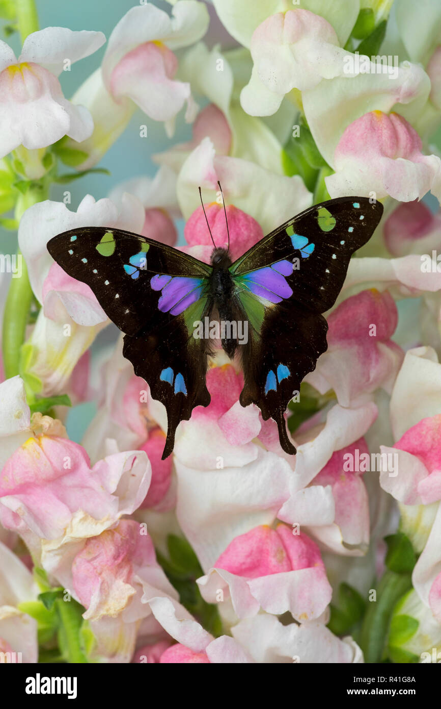 Butterfly Graphium weiski, the purple spotted Swallowtail on Pink ...