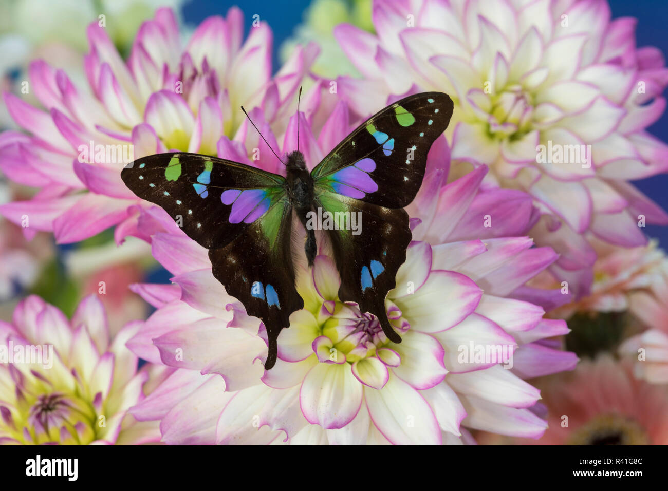 Butterfly Graphium weiski, the purple spotted Swallowtail on Dahlias ...
