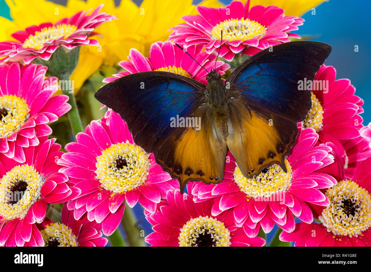 Charaxes mars hi-res stock photography and images - Alamy