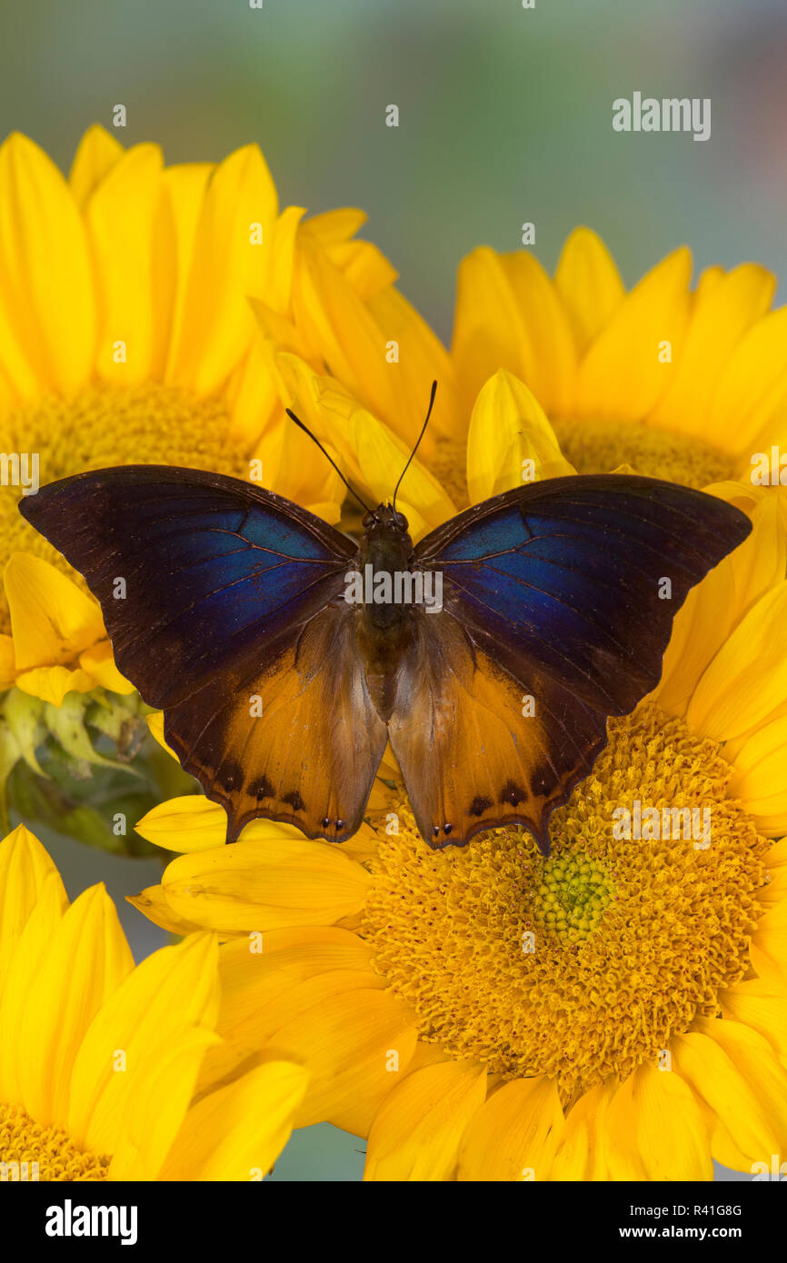 Charaxes Mars High Resolution Stock Photography and Images - Alamy