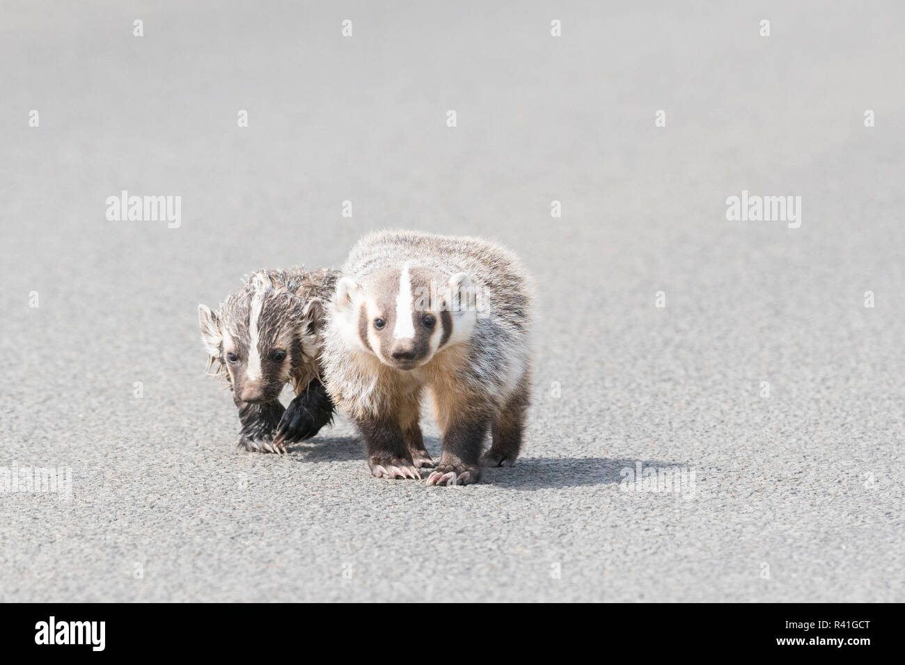 USA, Washington State. American Badger (Taxidea taxus) and offspring ...