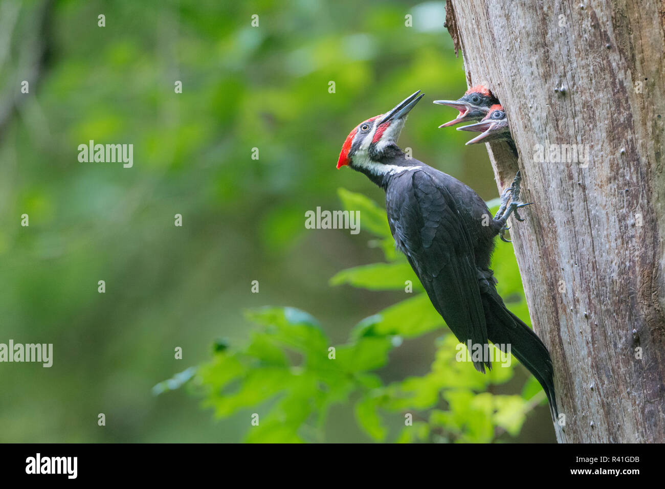 USA, Washington State. Male Pileated Woodpecker (Dryocopus pileatus ...