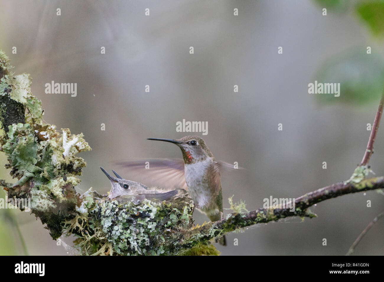 USA, Washington State. Adult female Anna's Hummingbird (Calypte anna ...