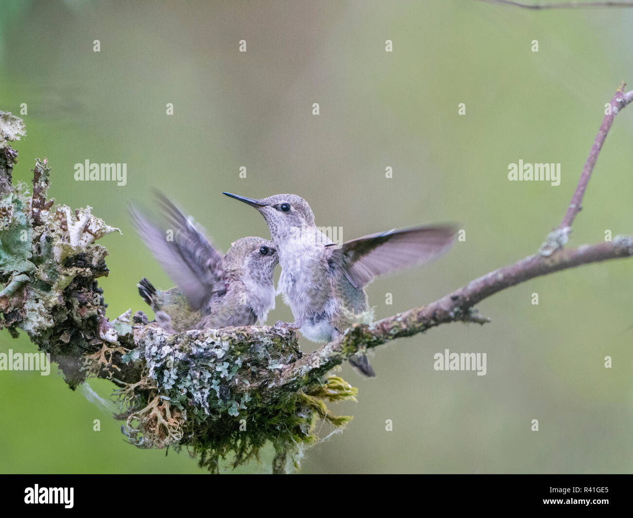 Your wings were ready hi-res stock photography and images - Alamy