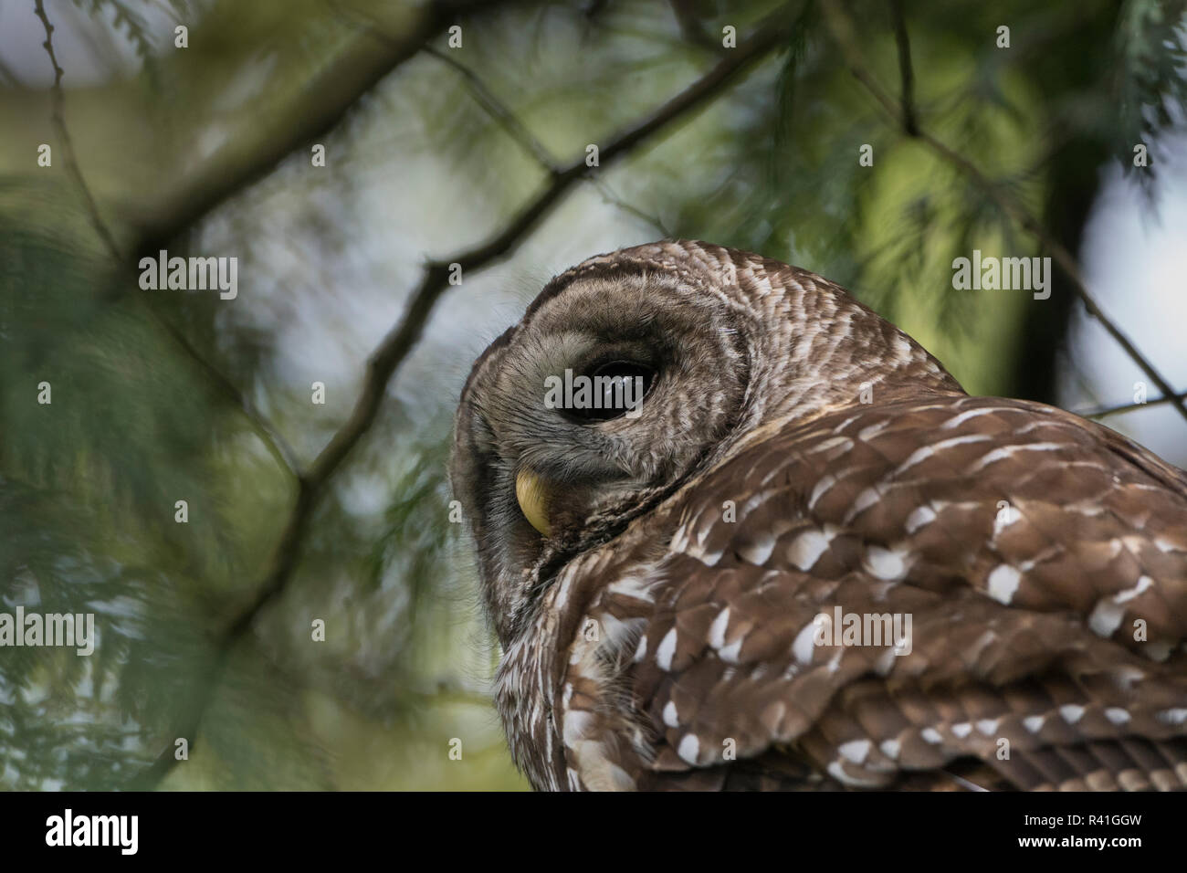 USA, Washington State. Barred Owl (Strix varia) perches in forested ...