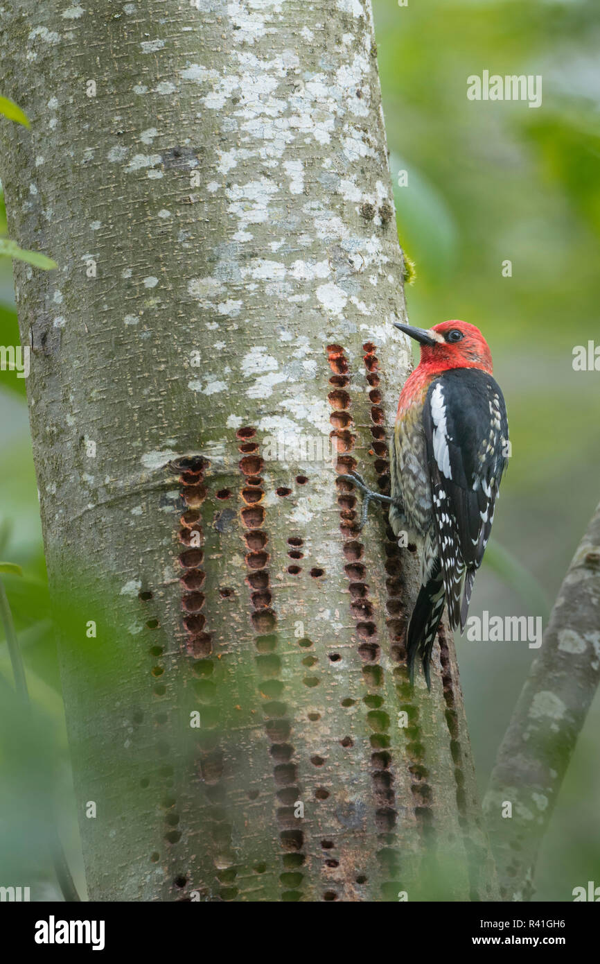Sap wells hi-res stock photography and images - Alamy