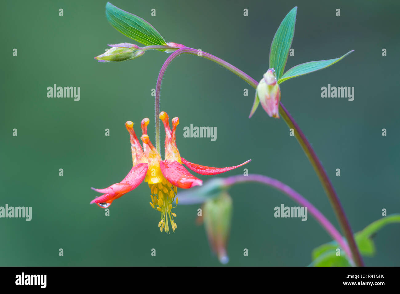 USA, Washington State. Native Red Columbine (Aquilegia formosa) flower ...