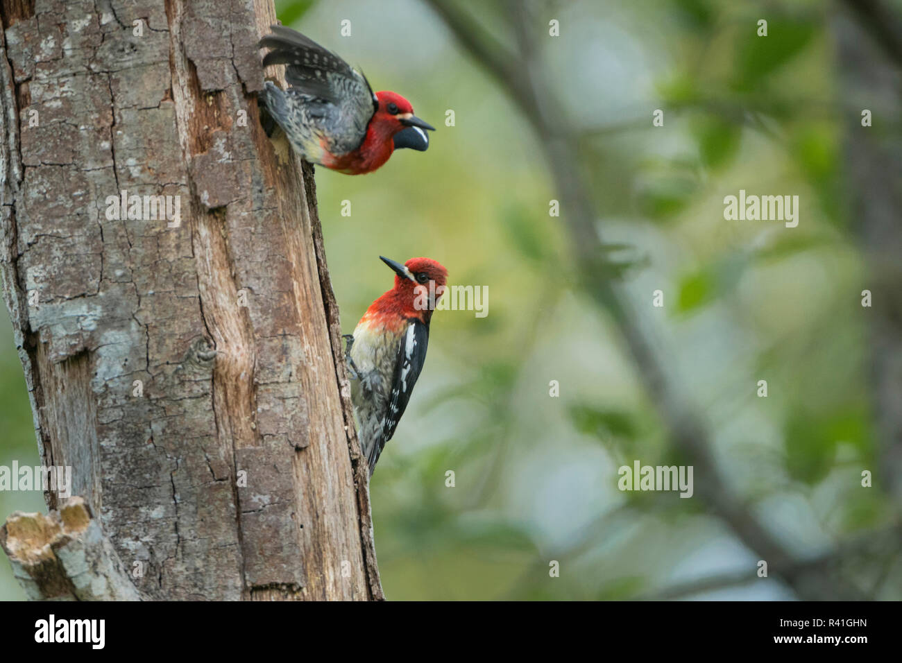 Sapsucker nest High Resolution Stock Photography and Images - Alamy