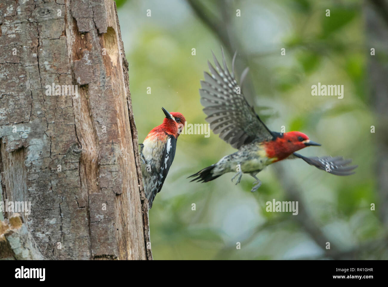 Sapsucker nest High Resolution Stock Photography and Images - Alamy