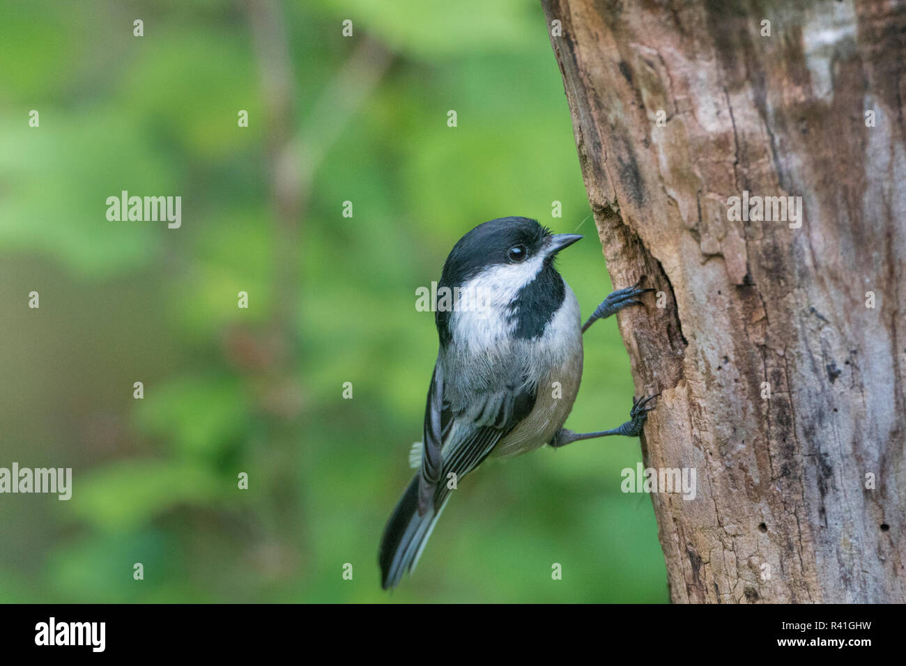 Washington state black capped hi-res stock photography and images - Alamy