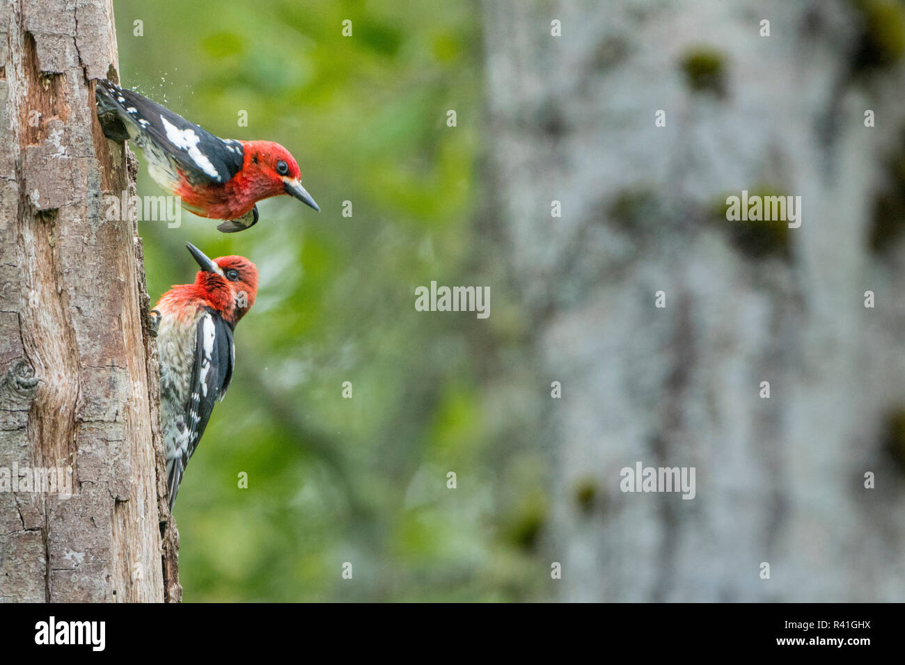 Red breasted sapsucker hi-res stock photography and images - Alamy