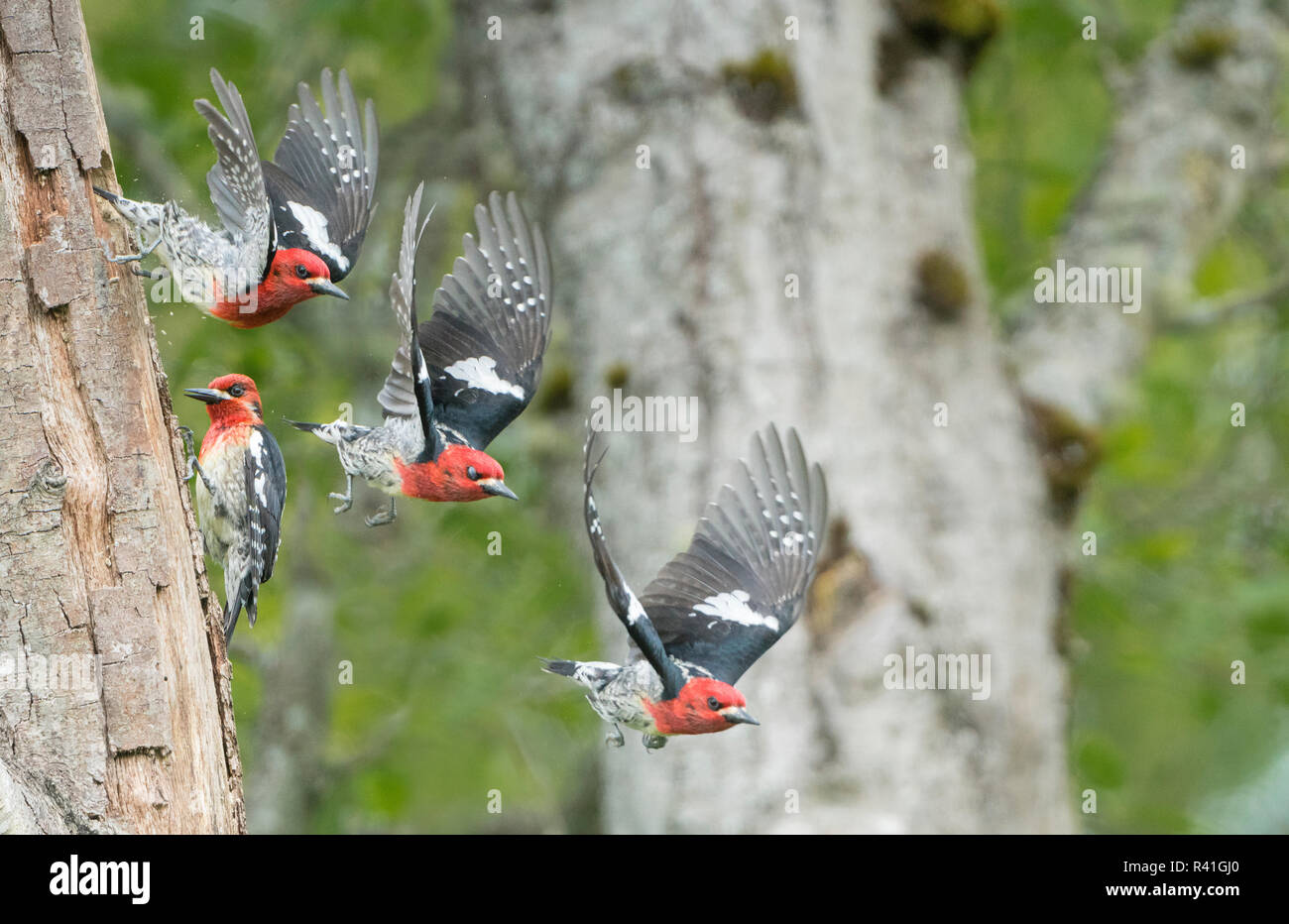 USA, Washington State. Multiple images of a Red-breasted Sapsucker ...